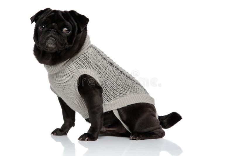 Un Cachorro Asustado Con Una Corbata De Arco Y Caminando En Silencio ...