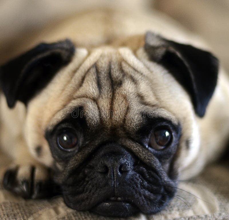 2,044 Feeling Sorry Stock Photos - Free & Royalty-Free Stock Photos ...