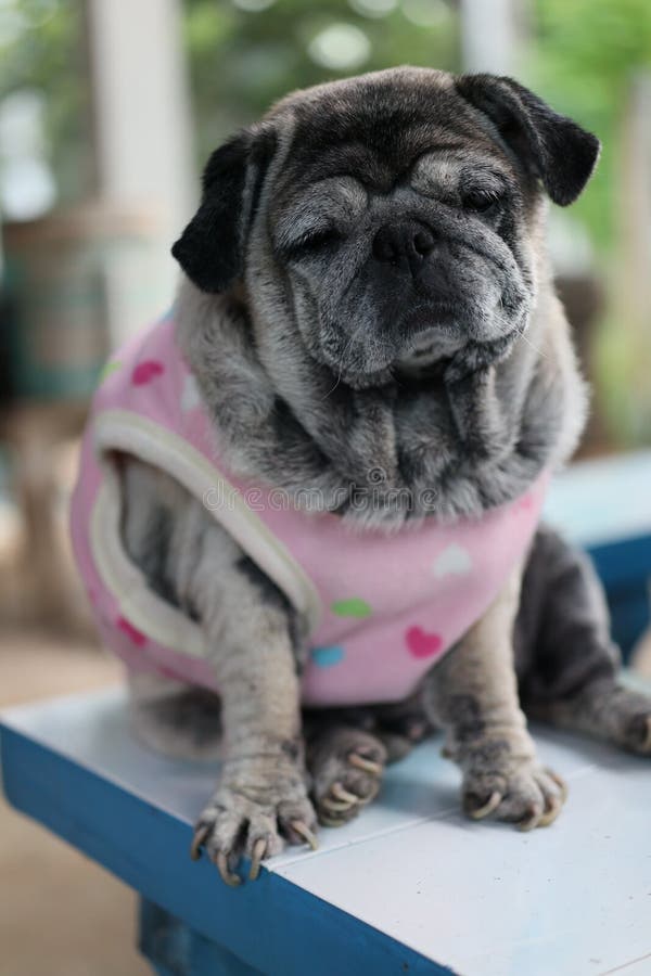 Pug Old Fat Dog Sitting Sad Alone, Pet Concept is Lonely. Stock Photo ...