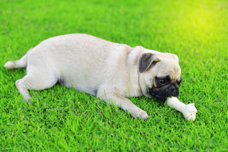 Pug Pequeno Bonito Com Um Osso Imagem de Stock - Imagem de pouco ...