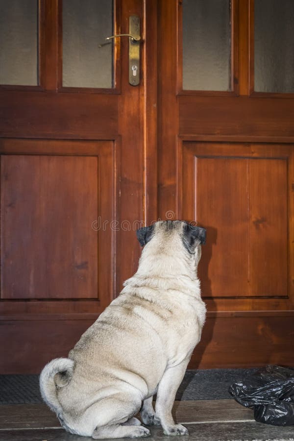 Pug on a Porch in Front of the Door Stock Image - Image of wait, mops ...