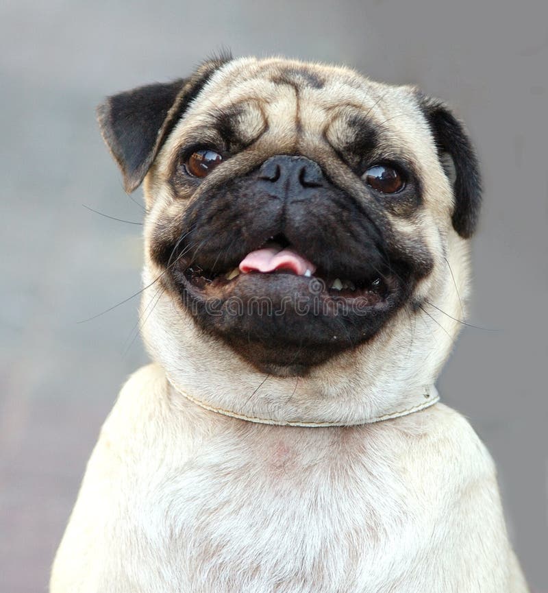 Pug stock image. Image of paws, rest, closeup, face, pleading - 18984531