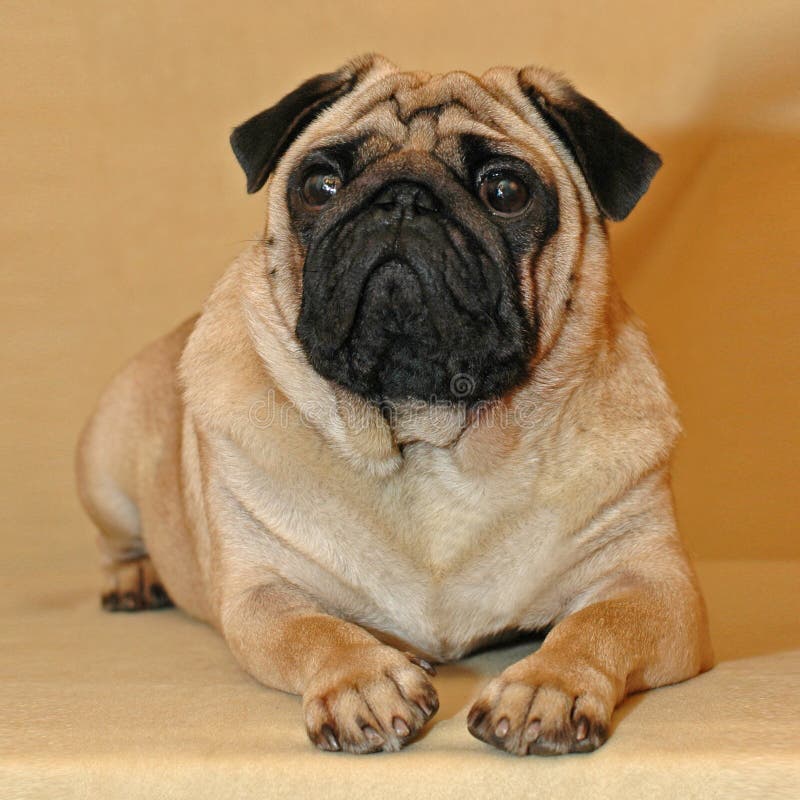 Pug portrait on beige sofa stock photo. Image of black - 69673414