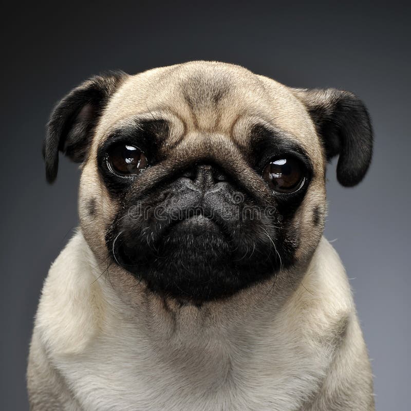 Pug Portrait in a Grey Photo Studio Stock Photo - Image of ideas, close ...