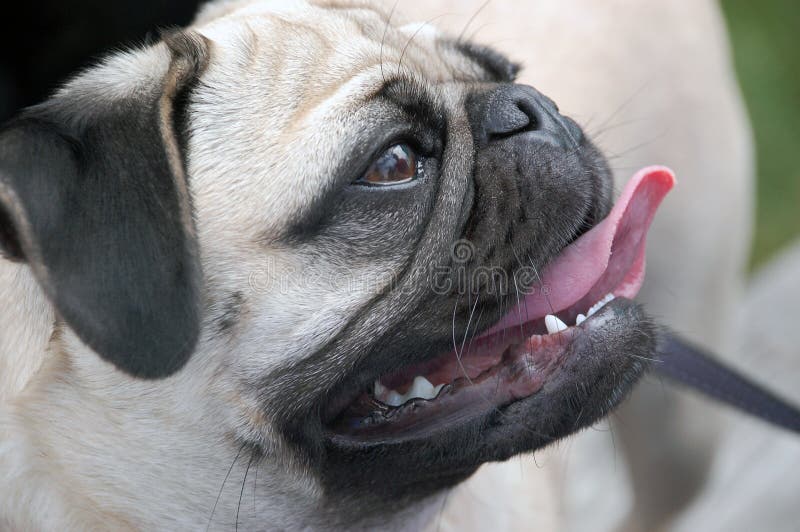 Pug Pose stock photo. Image of brown, black, chinese - 10220374