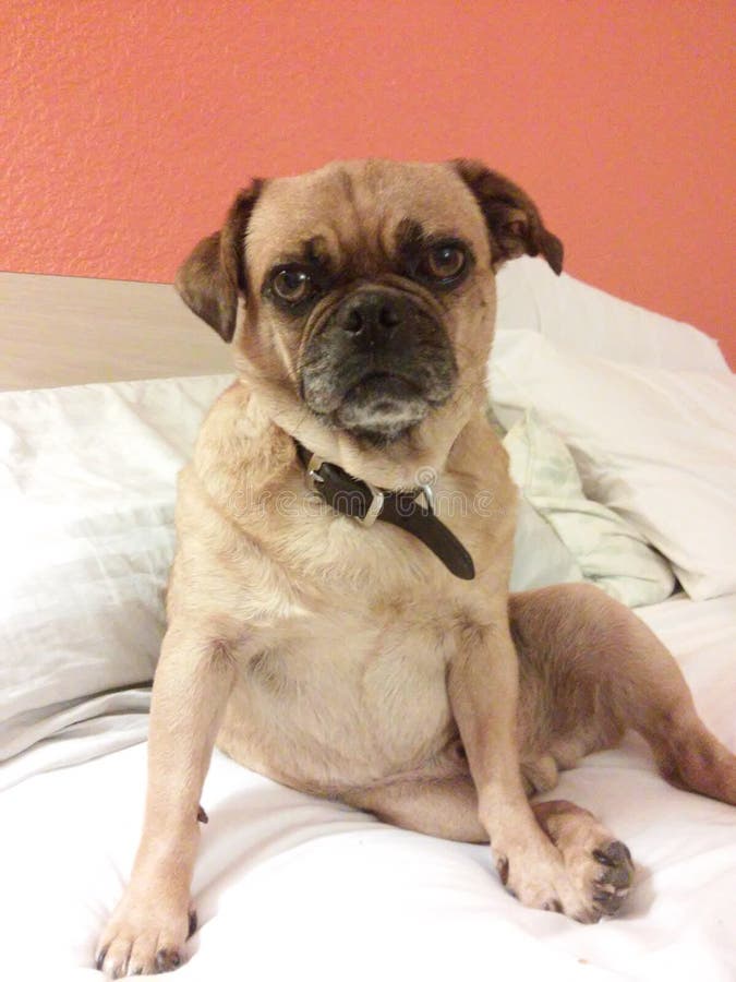 Pug pose stock photo. Image of cute, serious, pose - 54869642