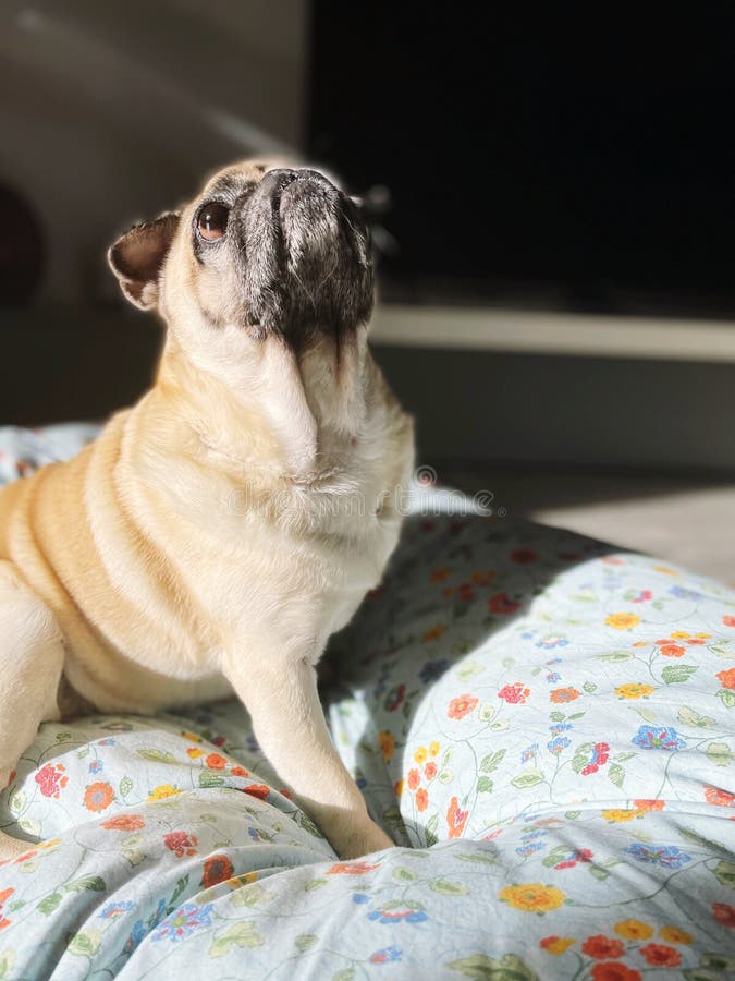 Pug stock image. Image of princess, beauty, musitc - 263619855