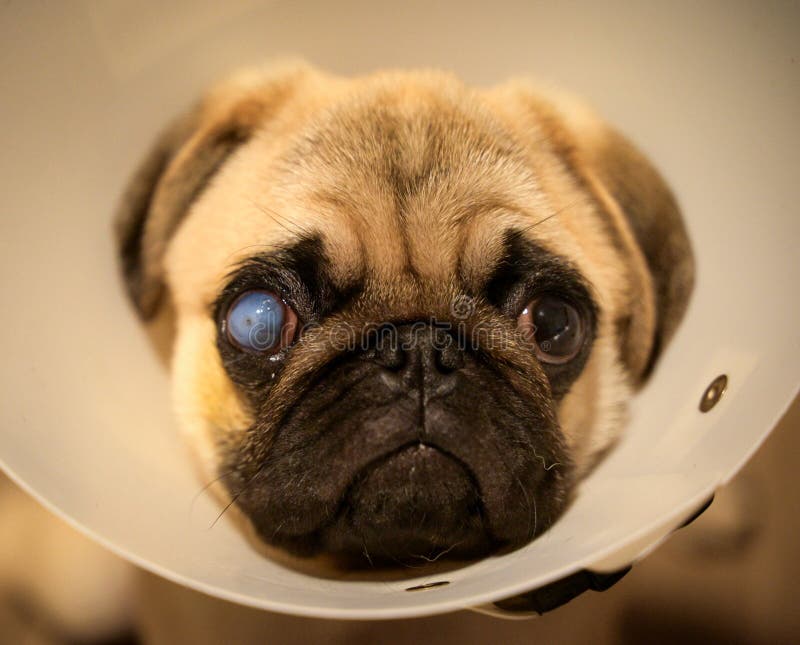 Pug with Protective Collar and Cloudy Eye Stock Photo - Image of ...