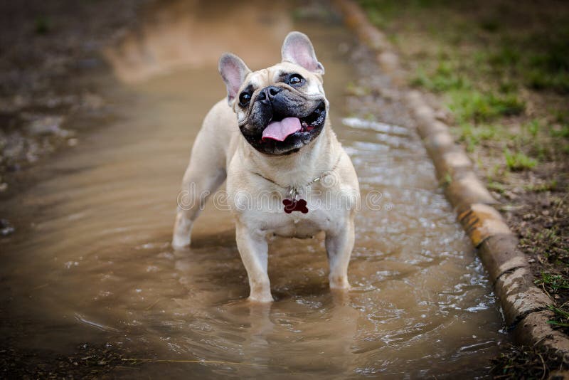 Pug in a puddle stock image. Image of mammal, animal - 73781589