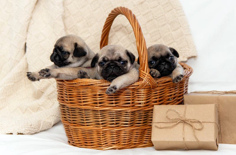 Pug Puppies are Located in a Wicker Basket Stock Photo - Image of ...