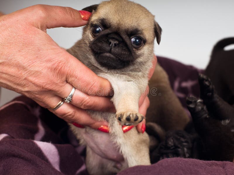 Pug puppies portrait stock photo. Image of fleece, camera - 71625940
