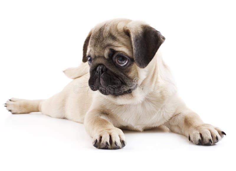 Rear View of a Pug Isolated on White Stock Photo - Image of animal ...