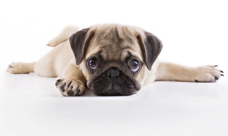 44,777 Pug Pupp Stock Photos - Free & Royalty-Free Stock Photos from ...
