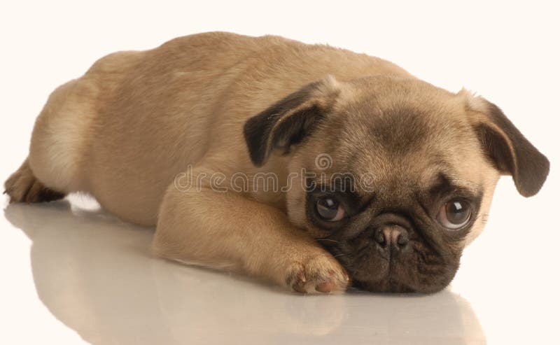 Sad Pug Puppy stock photo. Image of beauty, dogs, devotion - 5056680