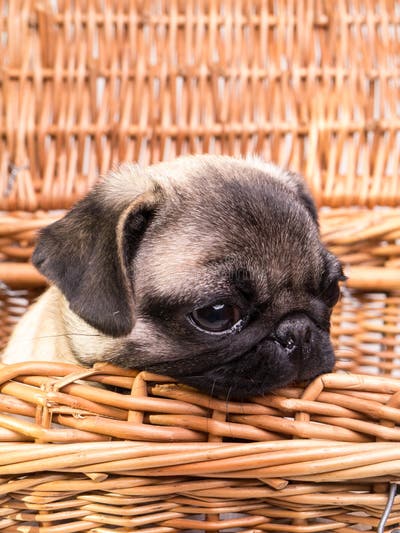 Pug Puppy in a basket stock photo. Image of cute, woven - 26793088