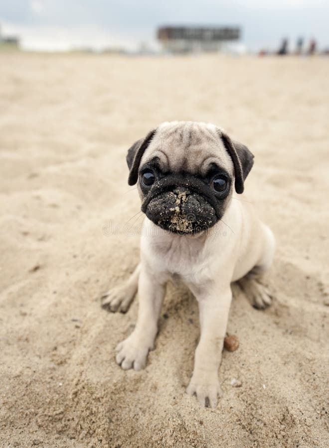 Pug Puppy on Wet Beach Sand Stock Image - Image of coated, animal: 24105623