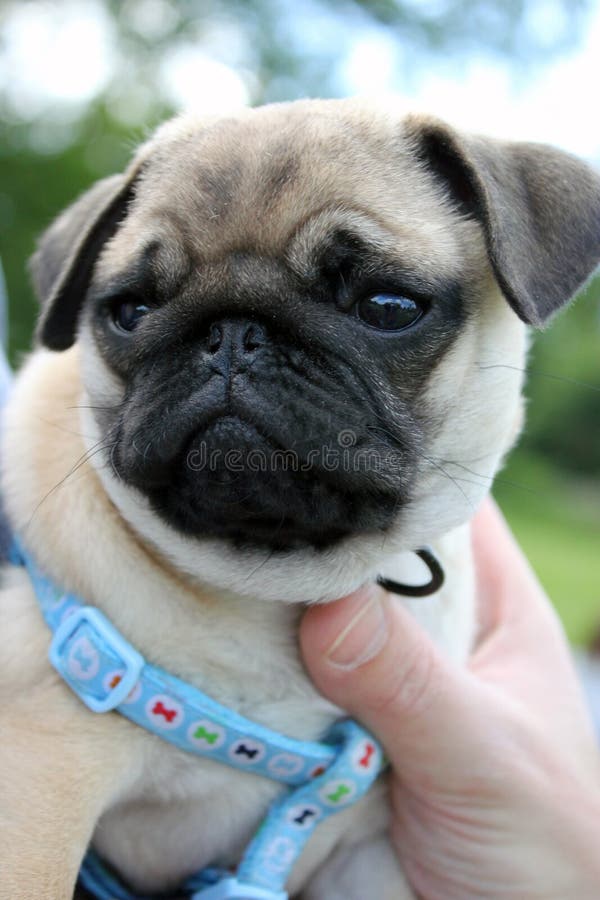 Pug puppy stock image. Image of head, lazy, flowers, grass - 60288433