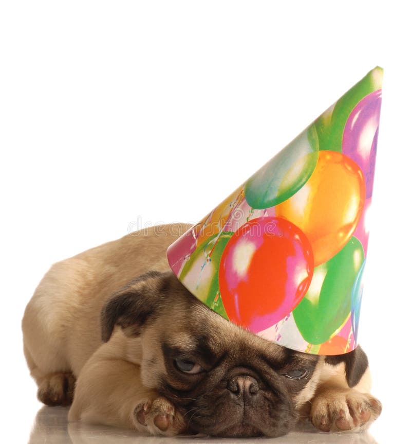 Pug Puppy with Birthday Hat Stock Image - Image of animal, cute: 7006187