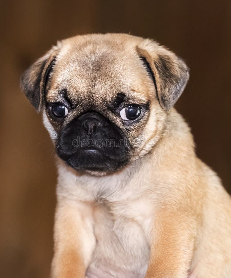Pug Puppy stock image. Image of breed, funny, wrinkly - 72154821