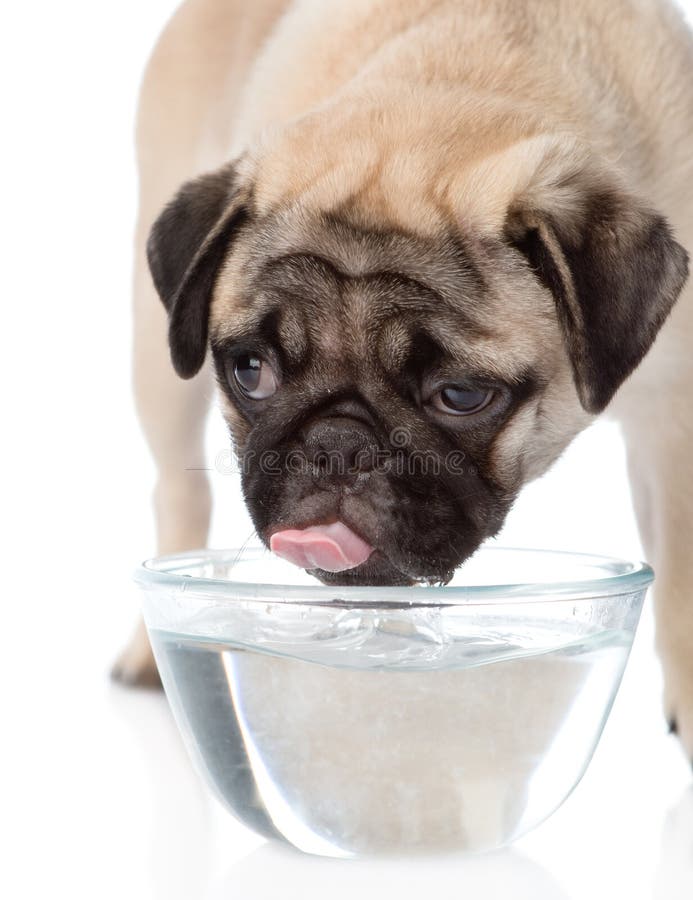 86,297 Drinks Water Stock Photos - Free & Royalty-Free Stock Photos ...