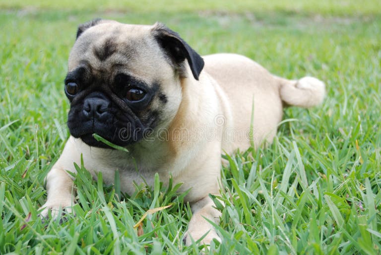 Pug Puppy Eating Grass stock image. Image of color, doggy - 2573629