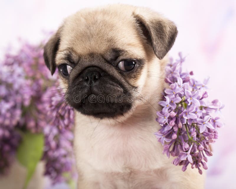 Pug puppy and flowers stock photo. Image of companion - 25171818