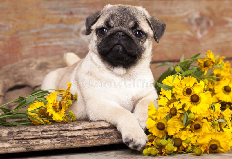 Pug puppy and flowers stock photo. Image of shot, breed - 68565370