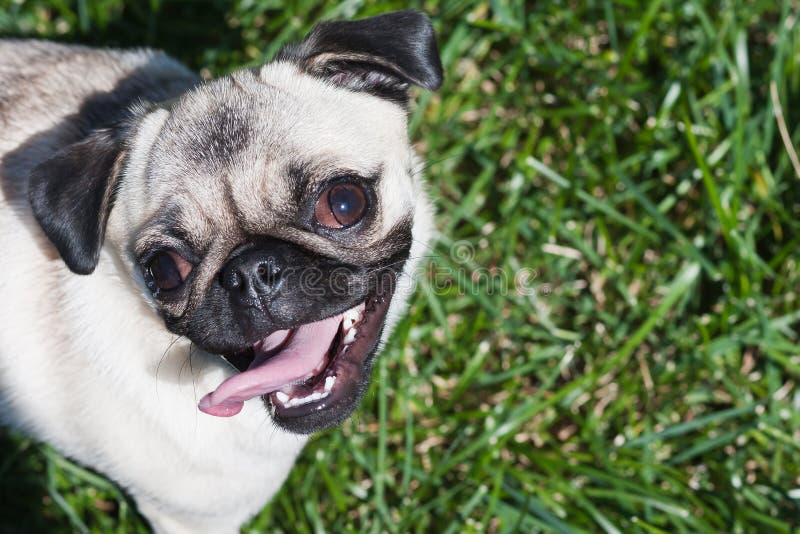 Pug puppy outside in grass stock photo. Image of portrait - 15996494