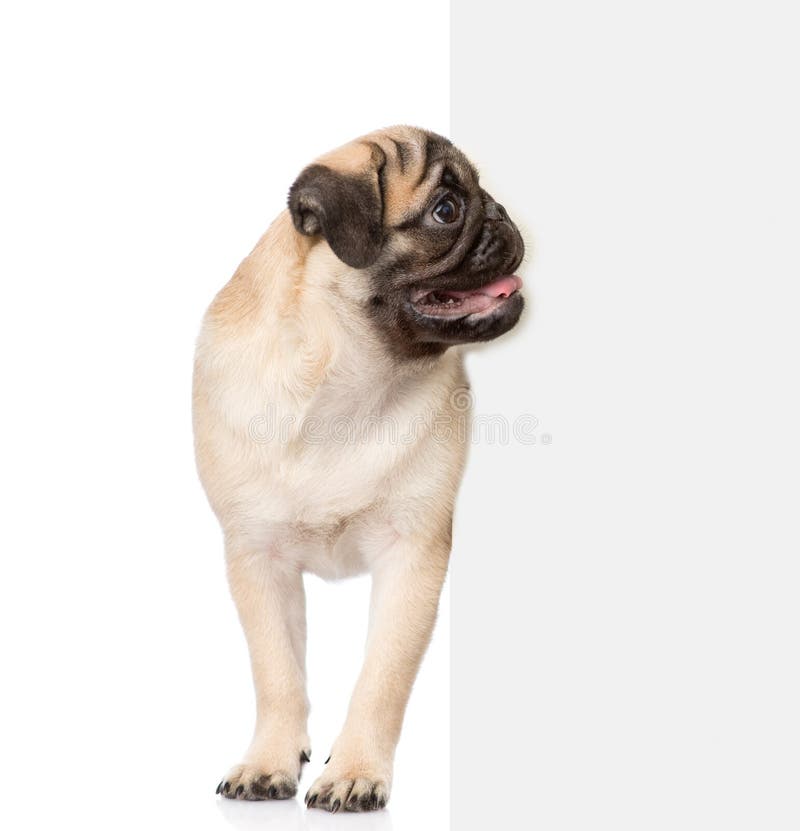 Pug Puppy Peeking from Behind Empty Board. Isolated on White Stock ...