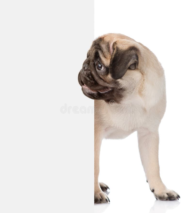 Pug Puppy Peeking from Behind Empty Board. Isolated on White Stock ...