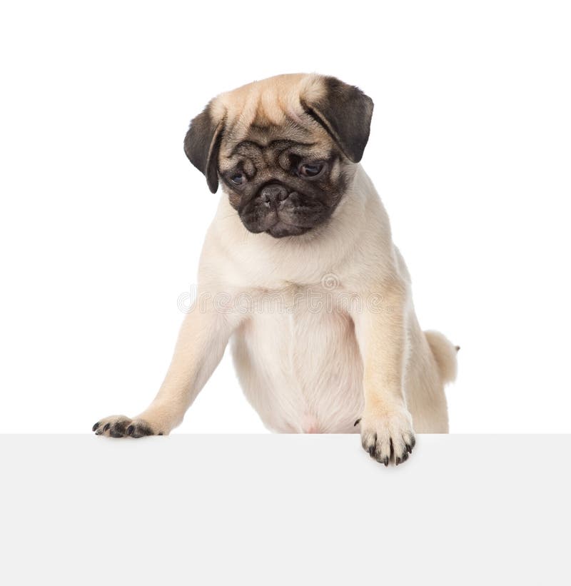 Pug Puppy Peeking from Behind Empty Board and Looking Down. Isolated ...