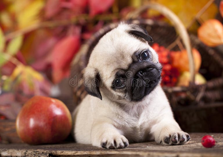 Pug puppy stock photo. Image of september, pumpkin, whelp - 45988168