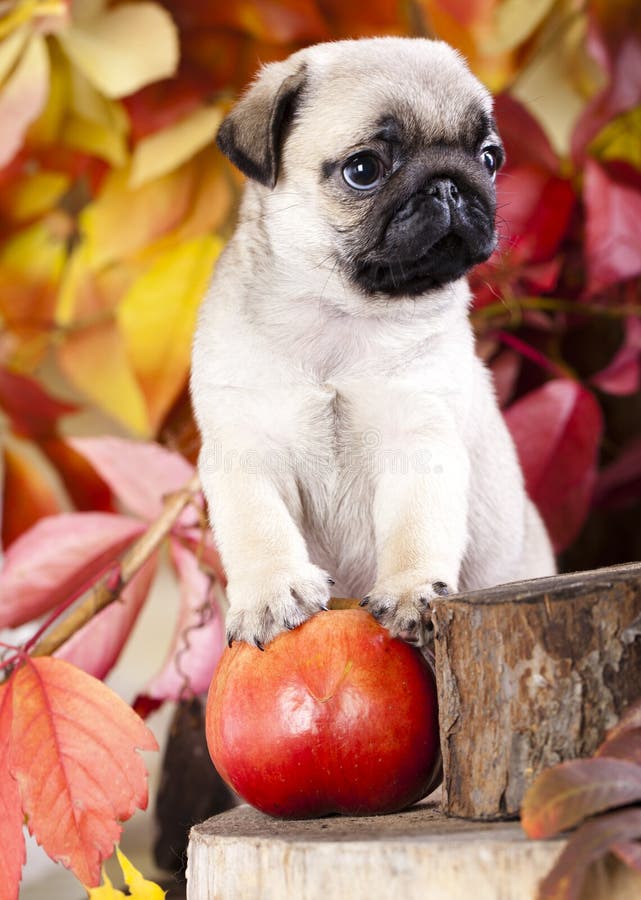 Pug puppy and red aplle stock photo. Image of wear, stafordshirsky ...