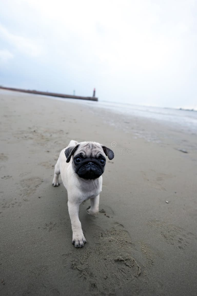 1,318 Pug Beach Stock Photos - Free & Royalty-Free Stock Photos from ...