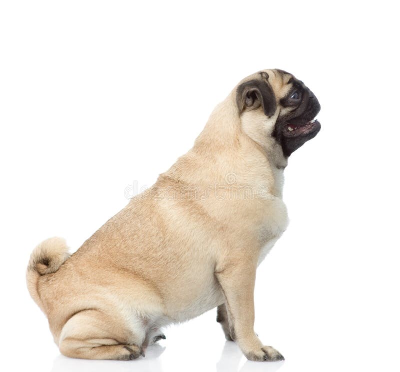 Rear View of a Pug Isolated on White Stock Photo - Image of animal ...