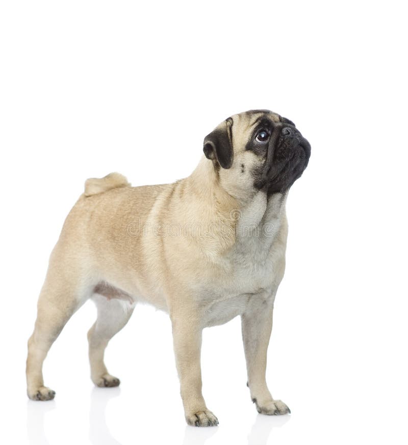 2,667 Pug Standing Photos - Free & Royalty-Free Stock Photos from ...