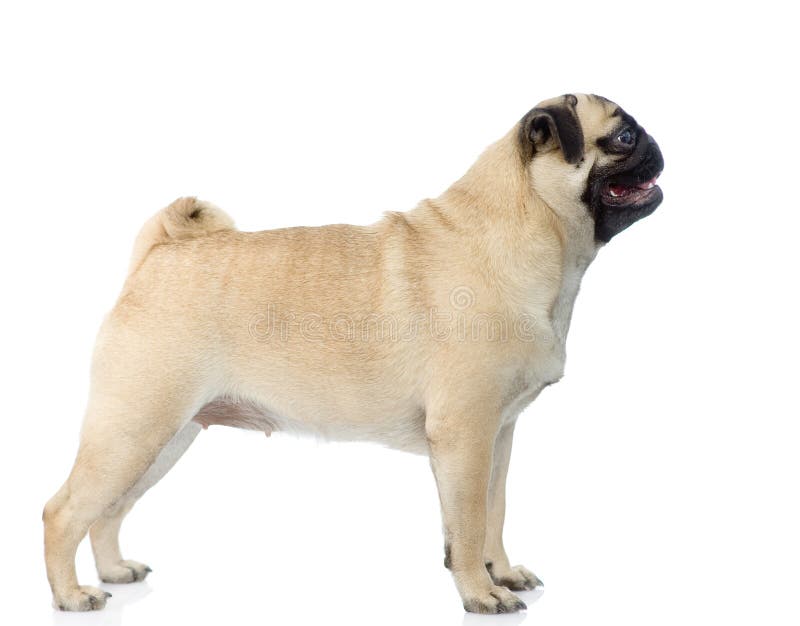 Pug Puppy Standing in Profile. Isolated on White Background Stock Photo ...