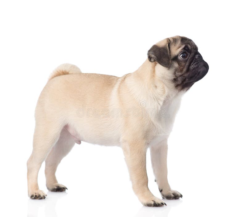 375 Cute Pug Profile Stock Photos - Free & Royalty-Free Stock Photos ...