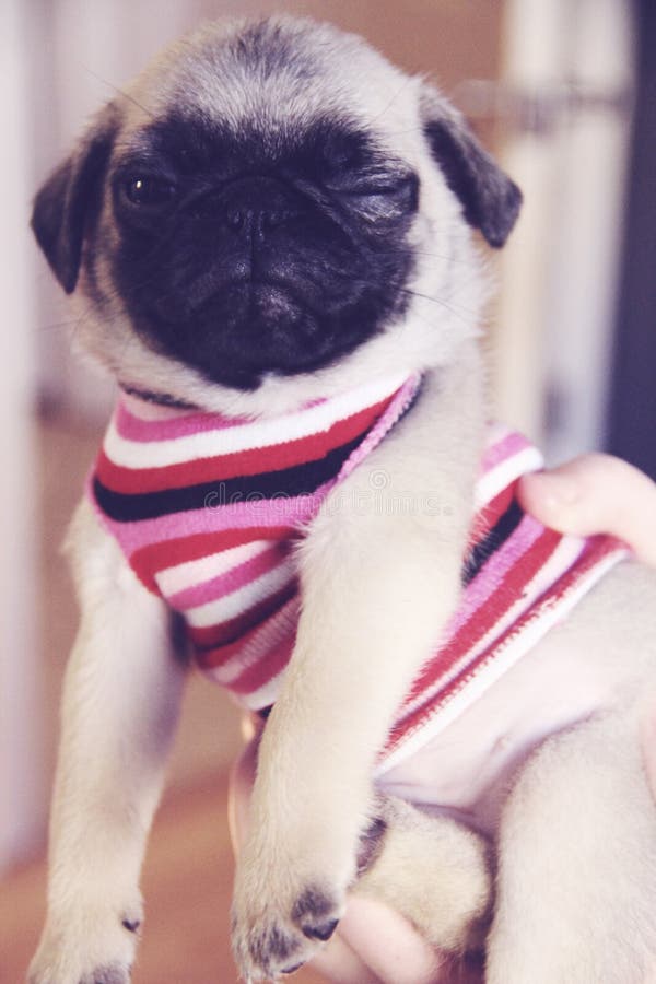 Pug puppy sweater wink stock photo. Image of cute, face - 48350760