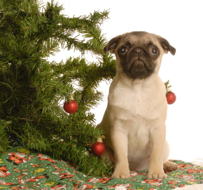 Pug Puppy Under Christmas Tree Stock Image - Image of season, face: 7044039