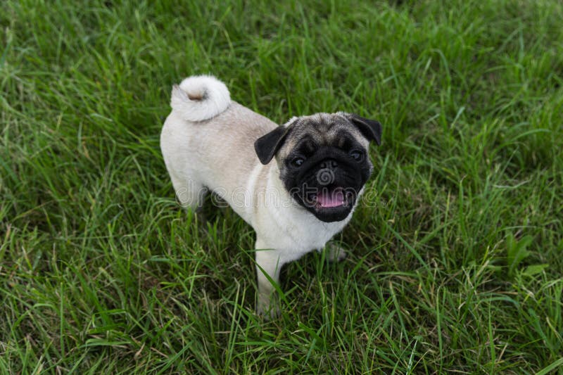 Pug puppy for a walk stock image. Image of lawn, mammal - 340784251