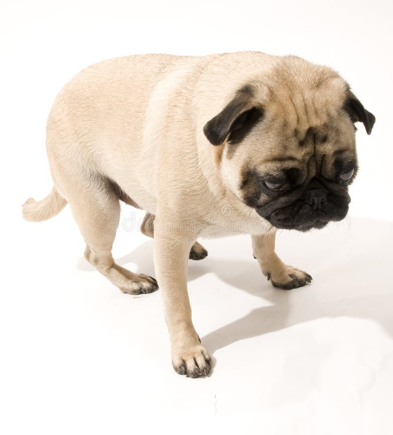 Pug preocupado imagem de stock. Imagem de marrom, tristeza - 7220627