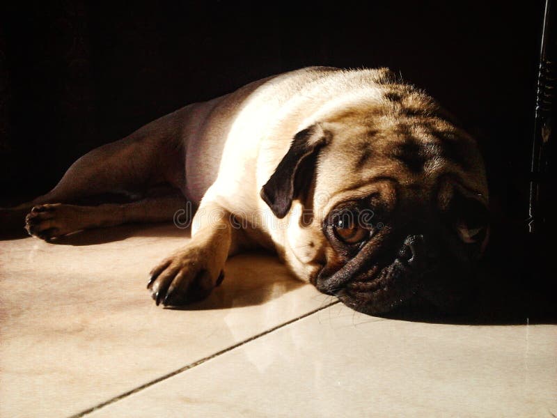 Pug relaxing stock image. Image of taking, white, relaxing - 188978869