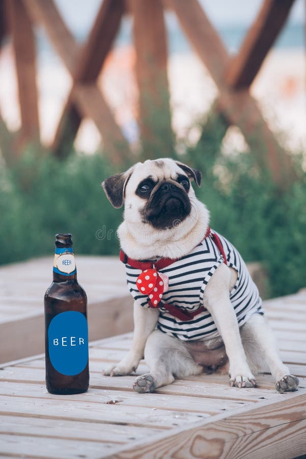A Pug is Resting with Bottle of Beer Stock Image - Image of happy ...