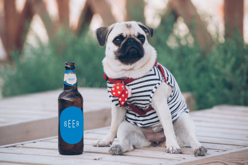 A Pug is Resting with Bottle of Beer Stock Photo - Image of concept ...