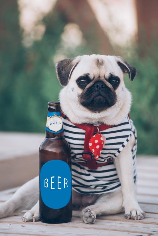 A Pug is Resting with Bottle of Beer Stock Image - Image of summer ...