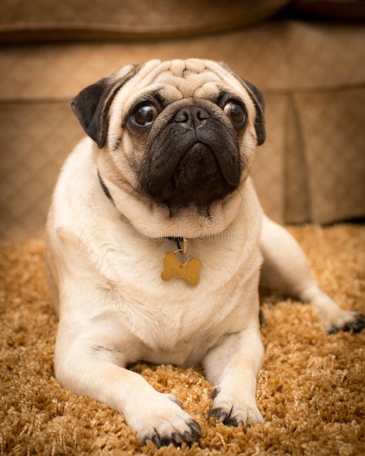 Pug on a rug stock photo. Image of brown, animals, hound - 53762554