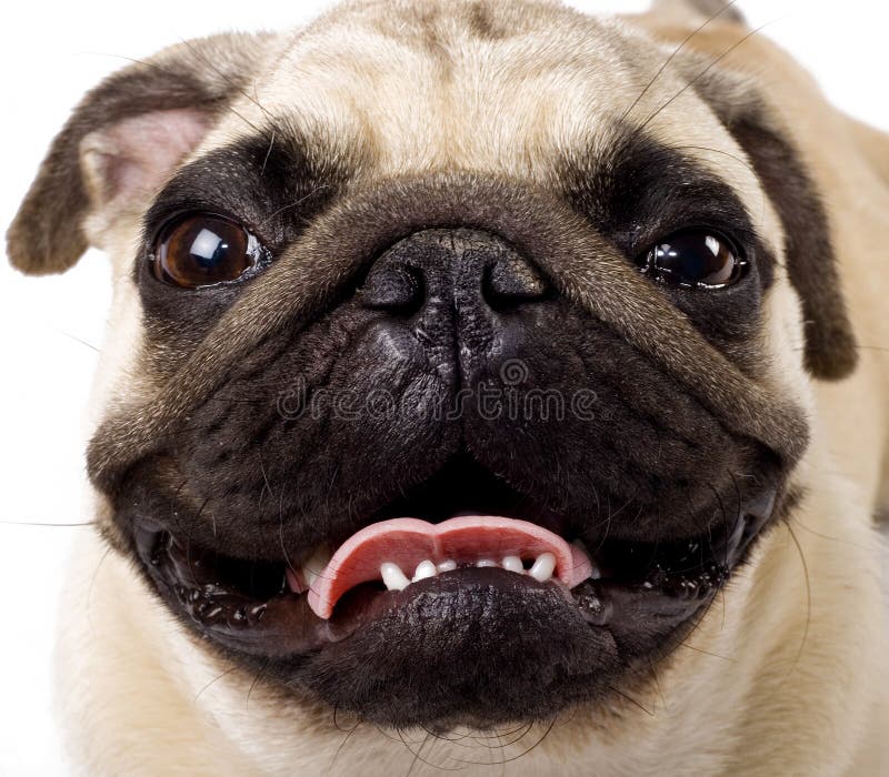 Pug s face stock image. Image of macro, mops, carlin - 14213225
