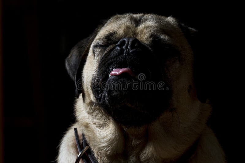 A pug s life - 3 stock image. Image of pugalier, moody - 36703871