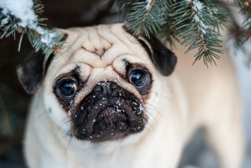 Pug`s muzzle in the snow stock photo. Image of breed - 102152846